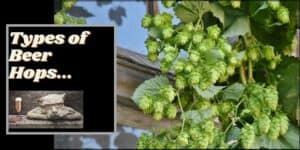 Types of Beer Hops | 2025